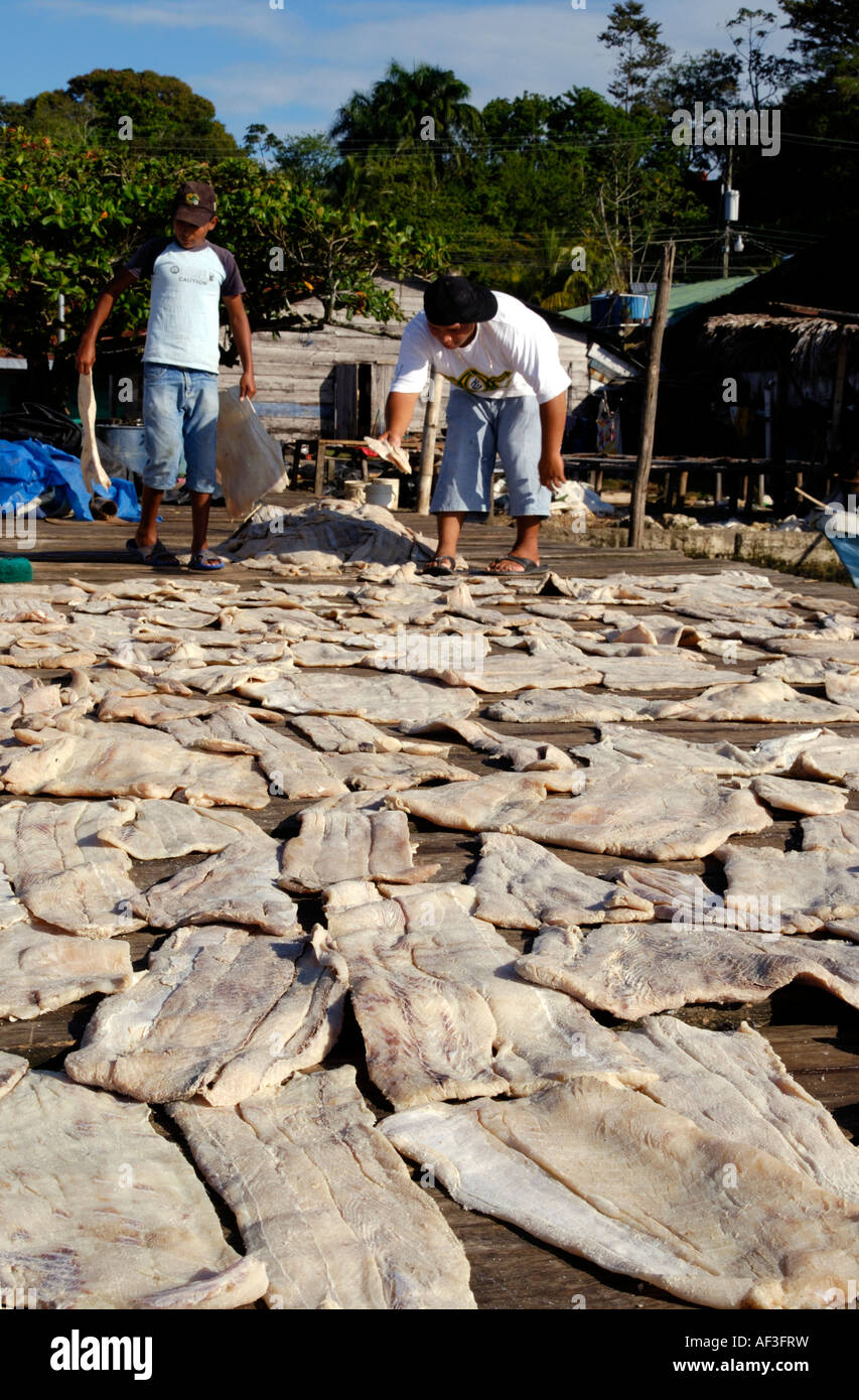 Shark stocks hi-res stock photography and images - Alamy