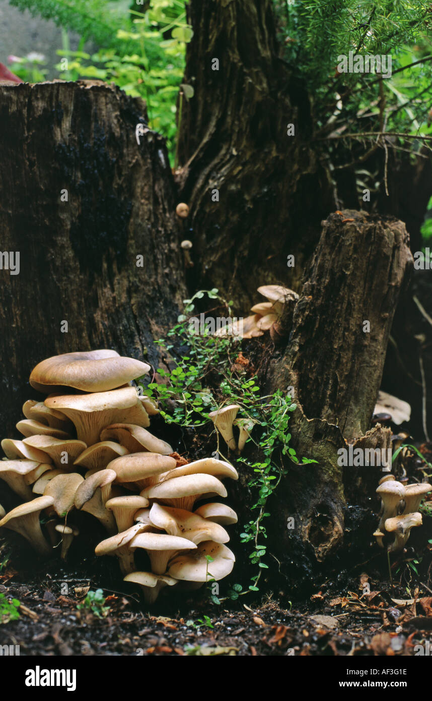 Fungus growing on tree stump Stock Photo - Alamy