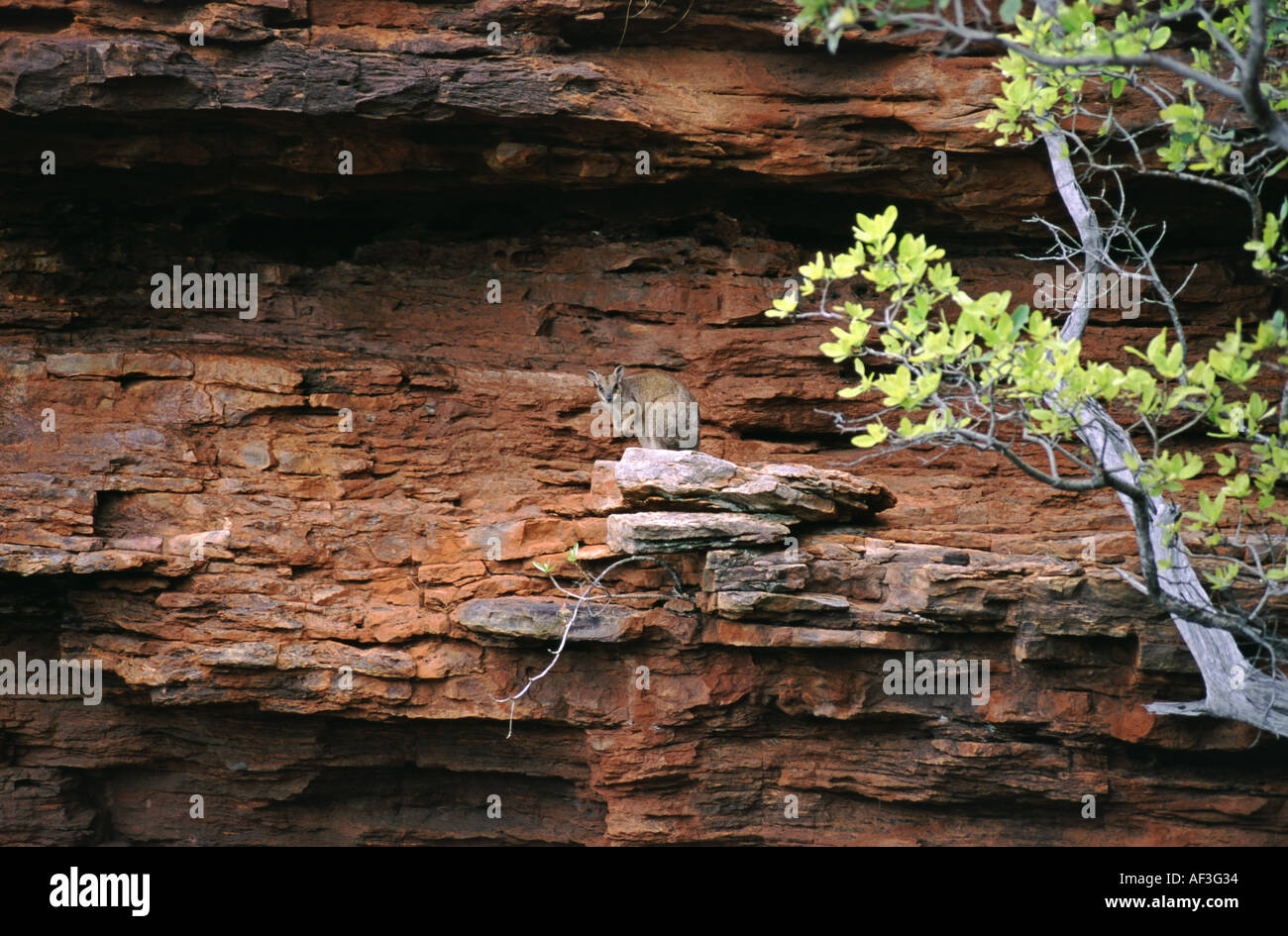 Short eared Rock Wallaby Petrogale brachyotis in natural cliff habitat ...