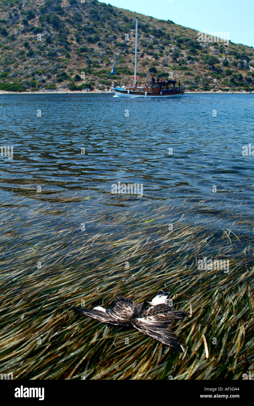 Rabbit Island Turkey High Resolution Stock Photography and Images - Alamy