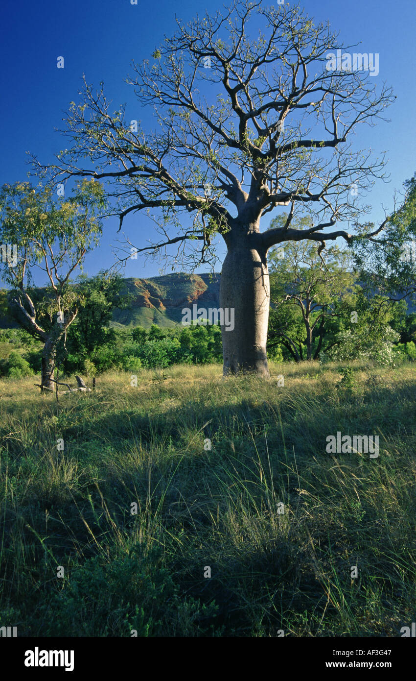 Boab Tree in Kimberley region of Western Australia Stock Photo - Alamy