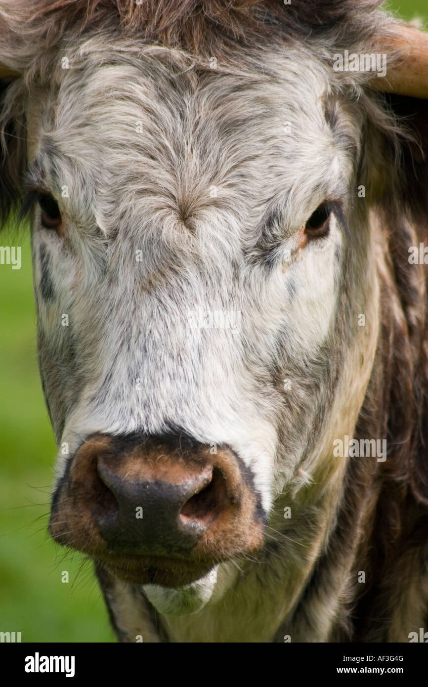 Bull's eye cow hi-res stock photography and images - Alamy