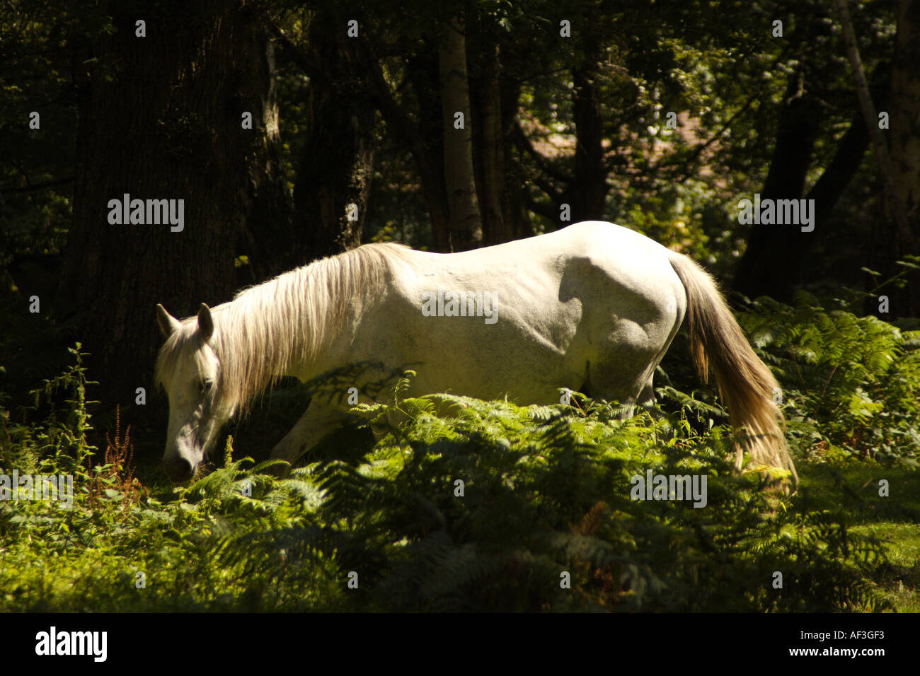 White New Forest Pony at sunset Stock Photo - Alamy