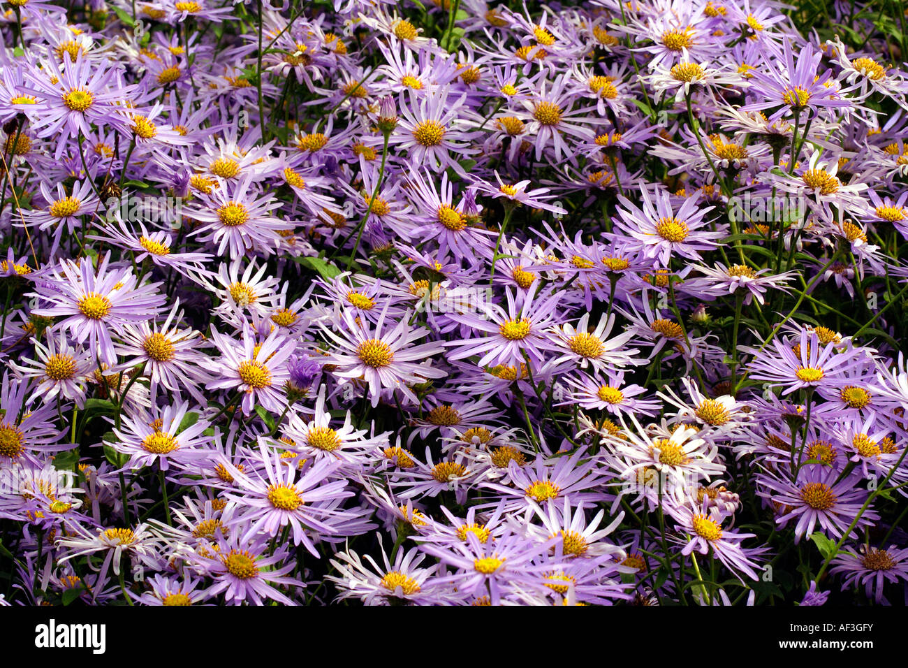 Aster X Frikartii 'monch' High Resolution Stock Photography and Images ...