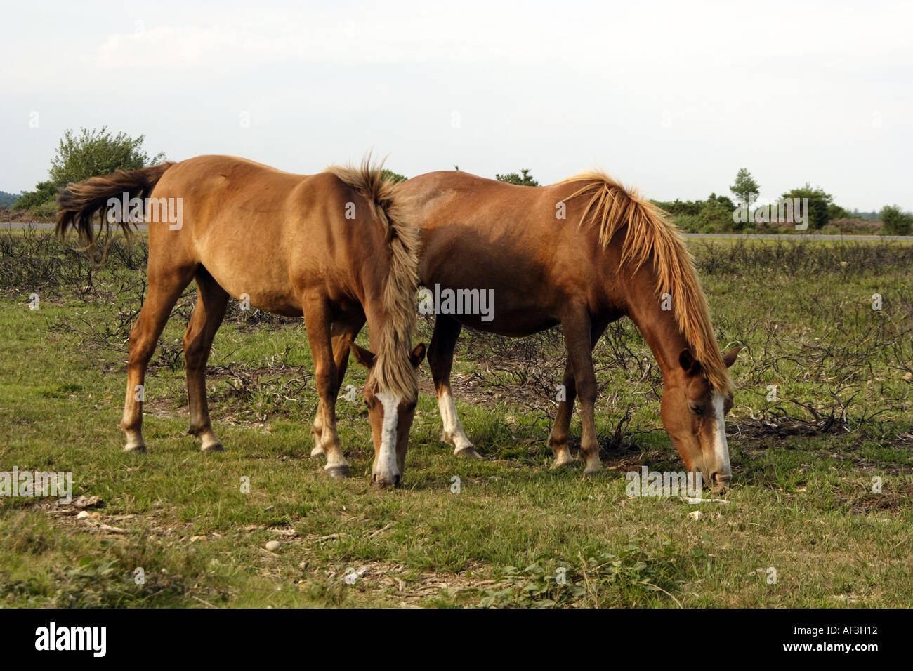 New Forest Ponies grazing Stock Photo - Alamy