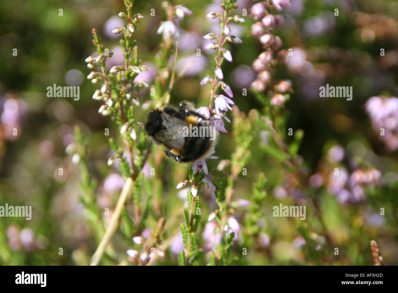 Bumble Bee New Forest National Park Stock Photo - Alamy