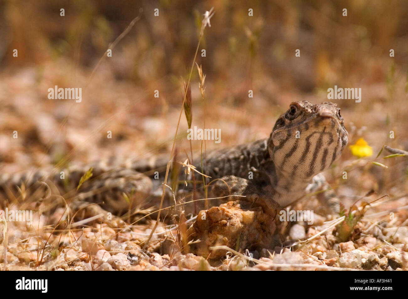 Long nosed leopard lizard hi-res stock photography and images - Alamy