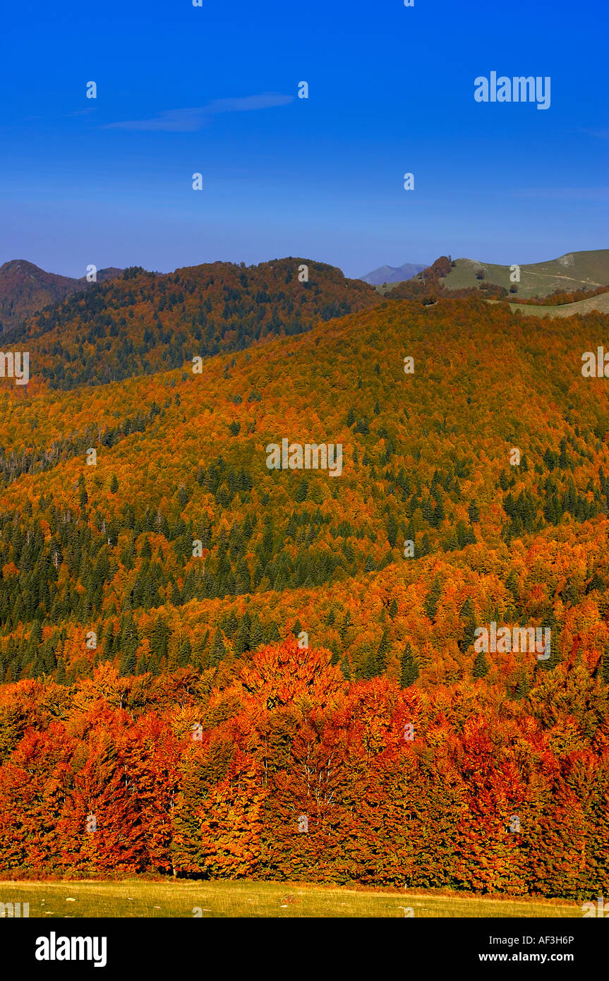 Hayedo, Selva de Irati Navarra Spain. Beech Forest Iraty Forest ...