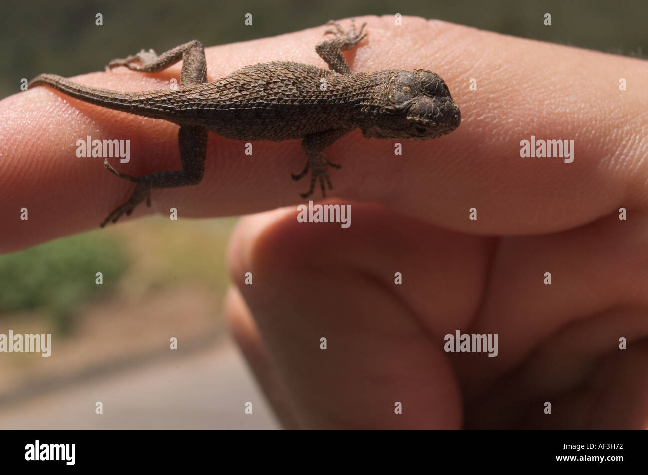 Reptilian human High Resolution Stock Photography and Images - Alamy