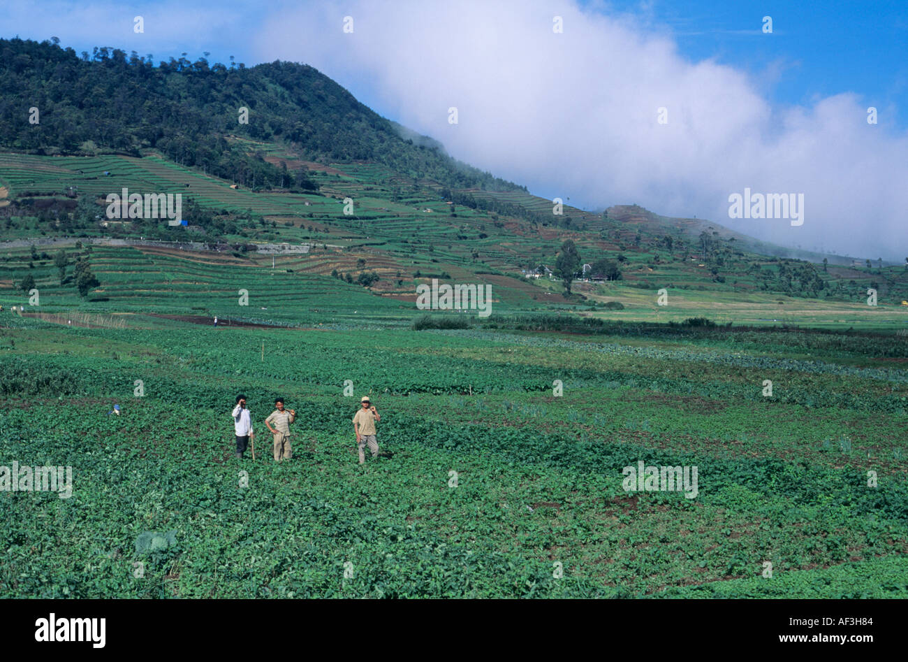 Farming Dieng Java Indonesia Stock Photo - Alamy