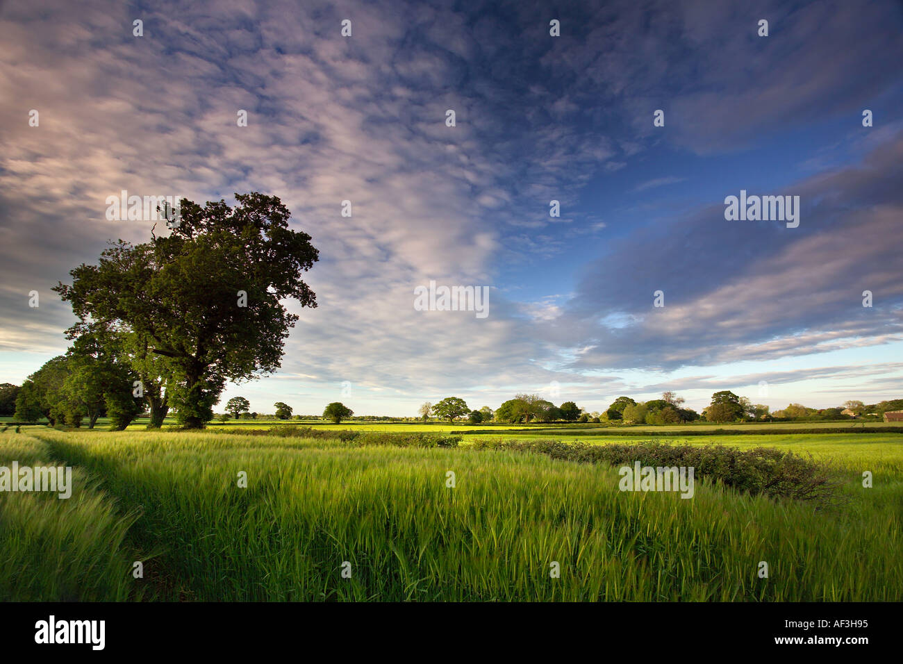 Barley field Askham Bryan village near York North Yorkshire England ...