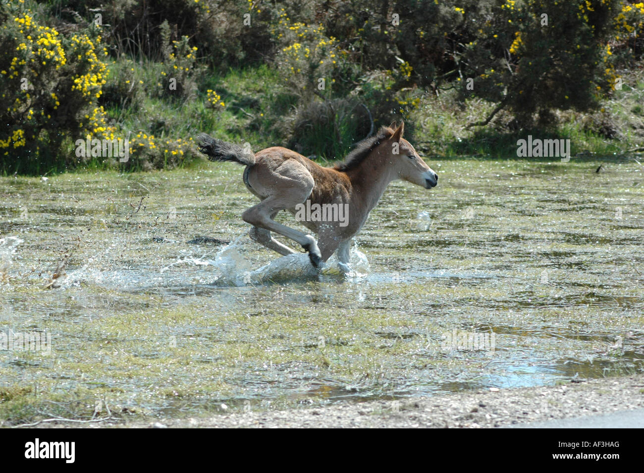 Young Foal Running through Pond Stock Photo - Alamy