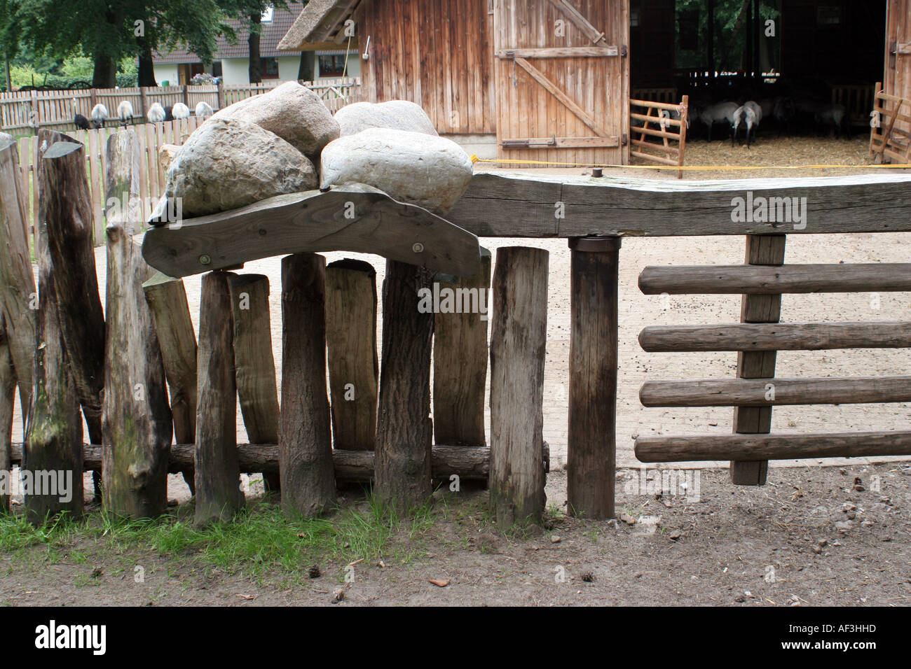 Boreray sheep hi-res stock photography and images - Alamy