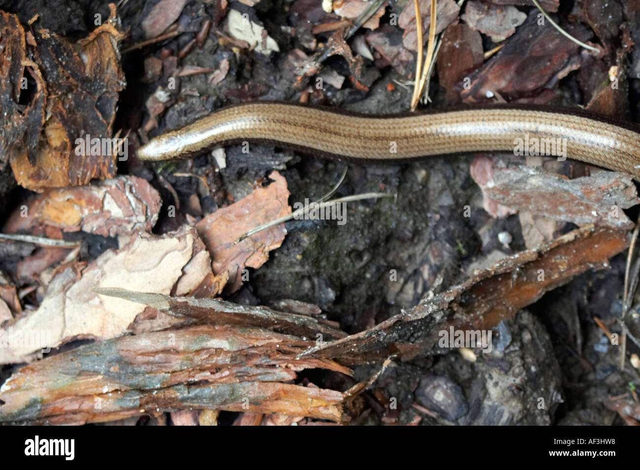 Anguis fragilis the slow worm, slow-worm, slowworm, blindworm or blind ...