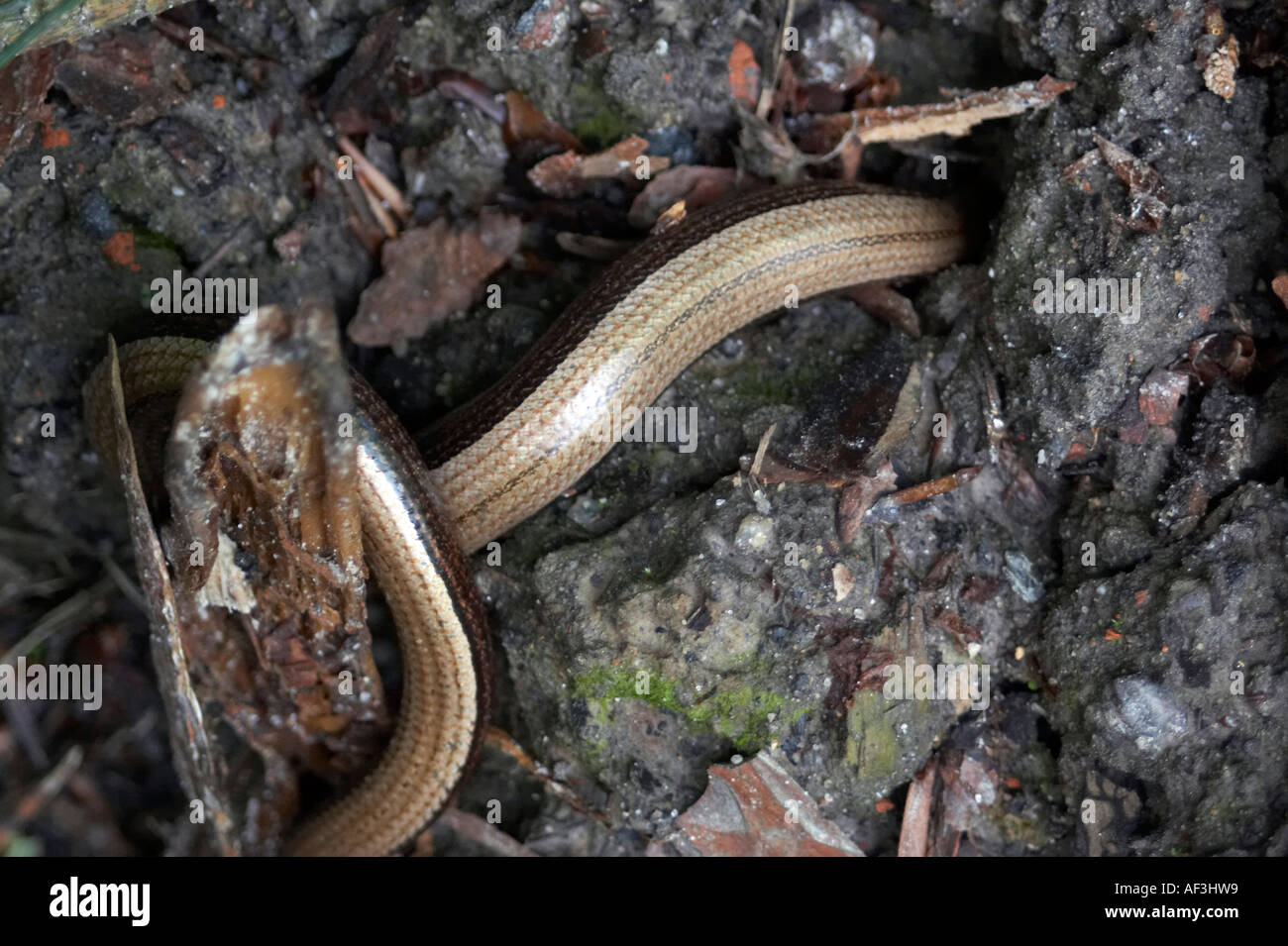 Anguis fragilis the slow worm, slow-worm, slowworm, blindworm or blind ...