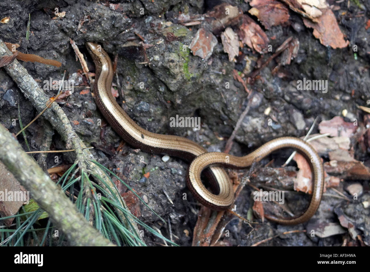 Anguis fragilis the slow worm, slow-worm, slowworm, blindworm or blind ...