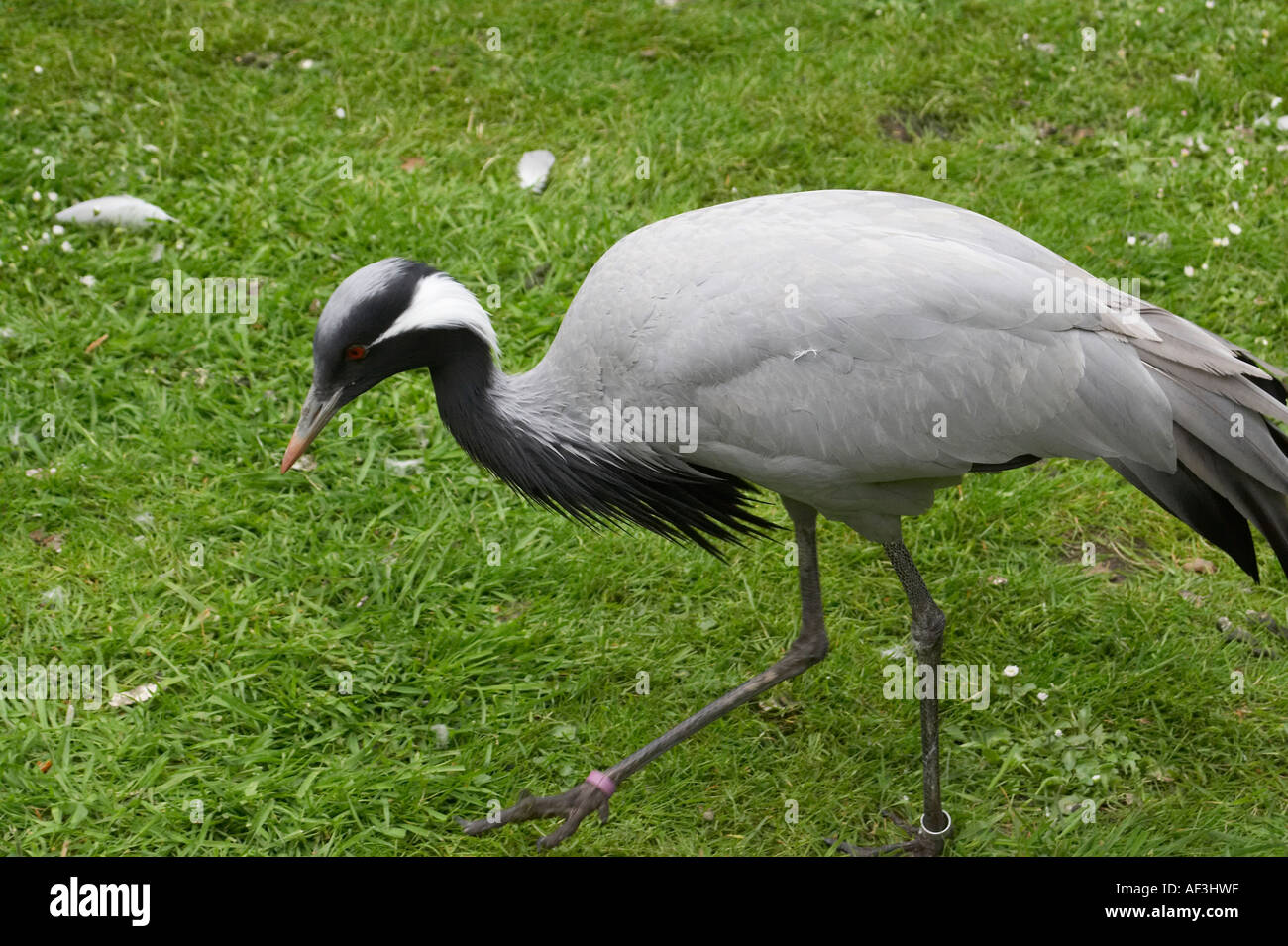 Grue demoiselle hi-res stock photography and images - Alamy
