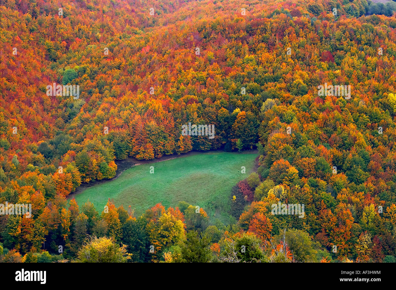 Hoja de campo hi-res stock photography and images - Alamy