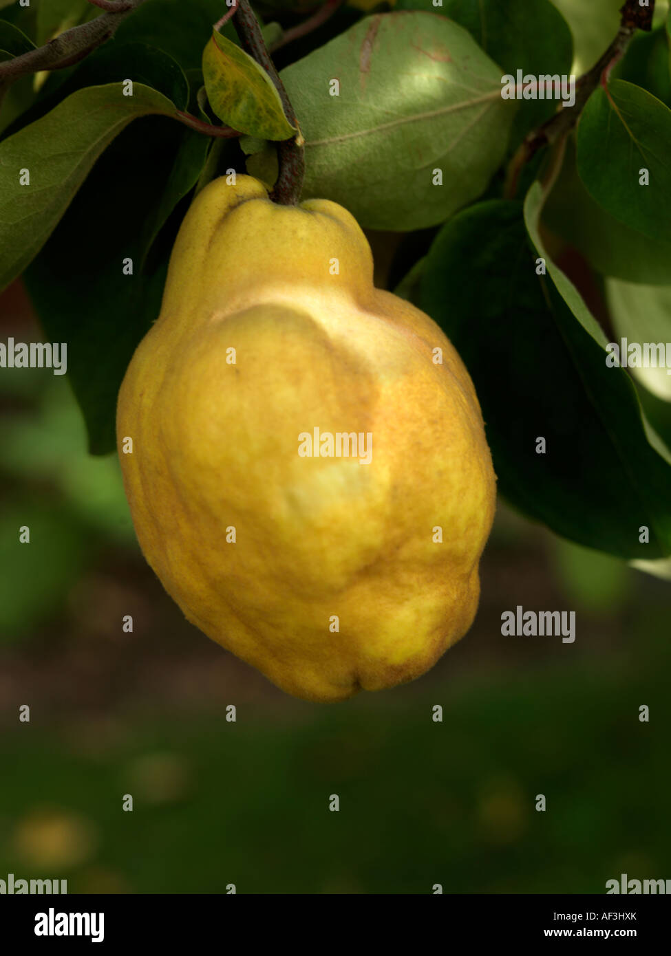 Quince on a tree hi-res stock photography and images - Alamy