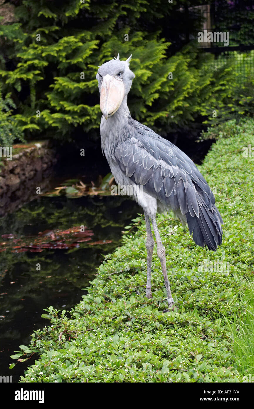 Shoebill wonder hi-res stock photography and images - Alamy