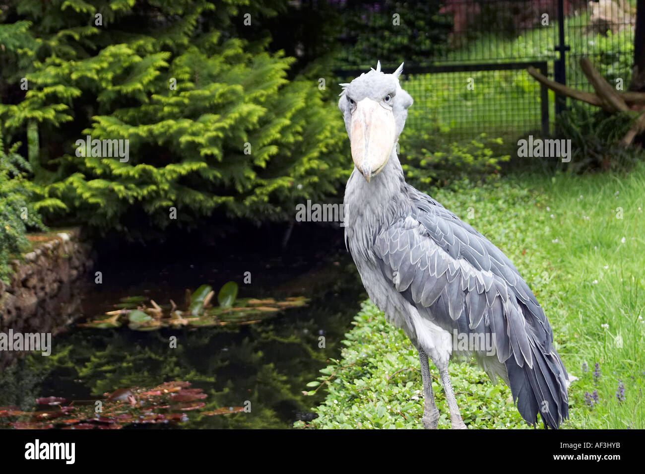 Bewitched animals hi-res stock photography and images - Alamy