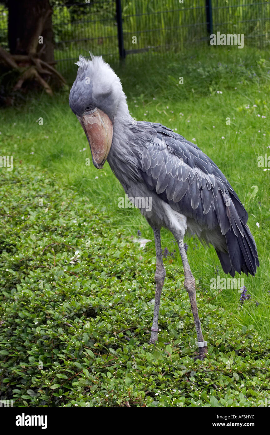 Bewitched animals hi-res stock photography and images - Alamy