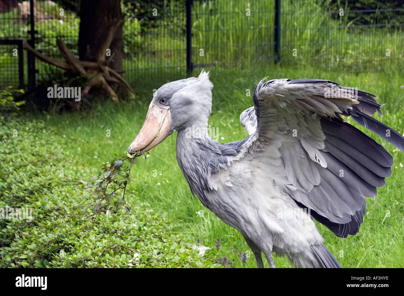 Bewitched animals hi-res stock photography and images - Alamy