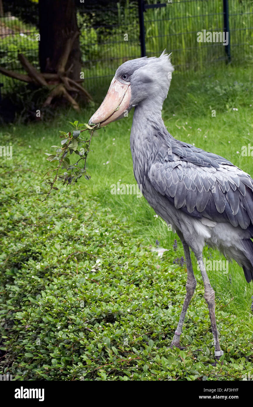 Bewitched animals hi-res stock photography and images - Alamy