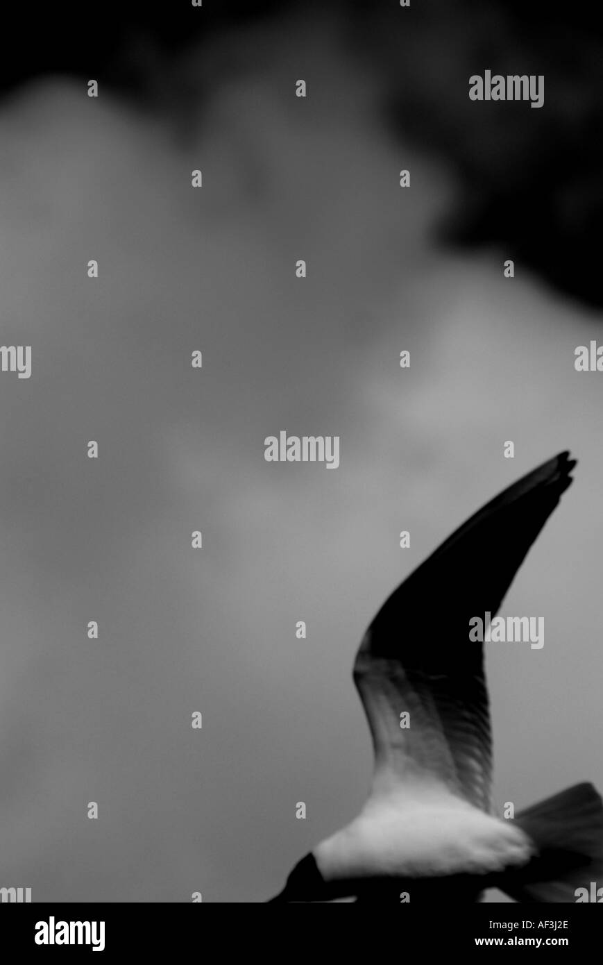 Flying bird in flight Black and White Stock Photos & Images - Alamy