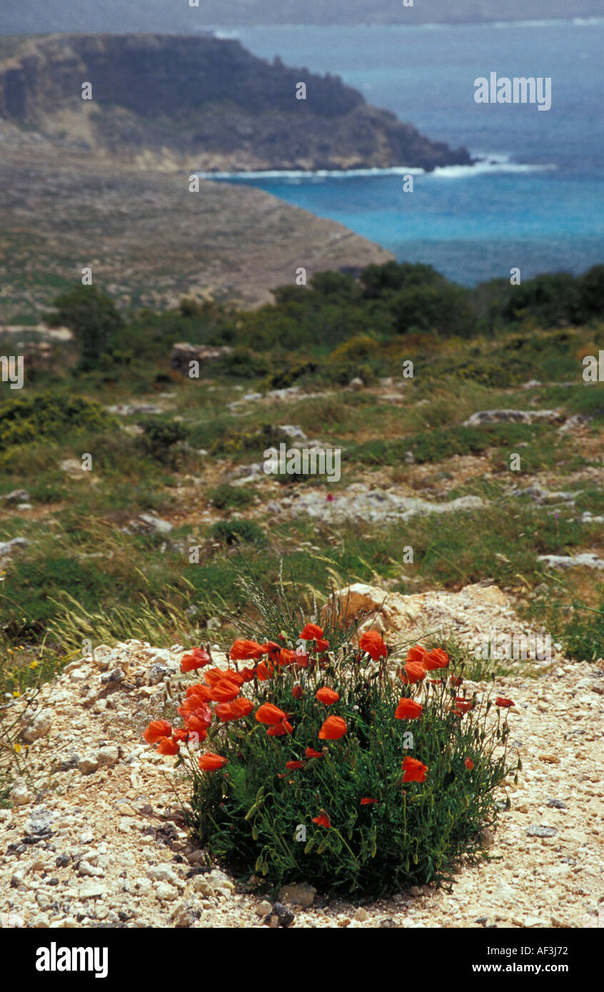 Poppies Marfa Ridge Malta Stock Photo - Alamy