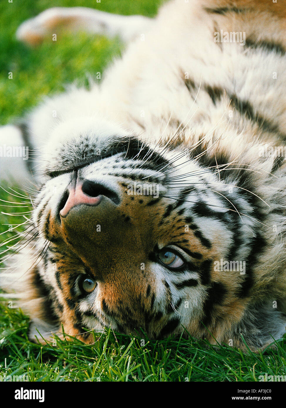 Cuddly tiger hi-res stock photography and images - Alamy