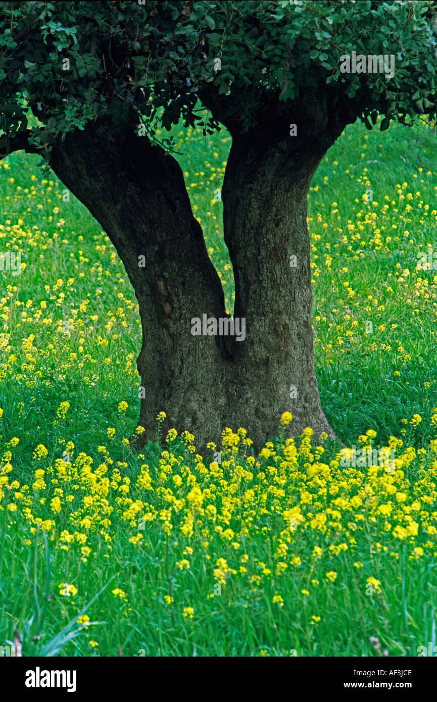 Grows under trees and in shade hi-res stock photography and images - Alamy