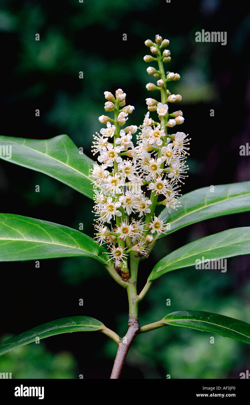 Laurel flowers hi-res stock photography and images - Alamy