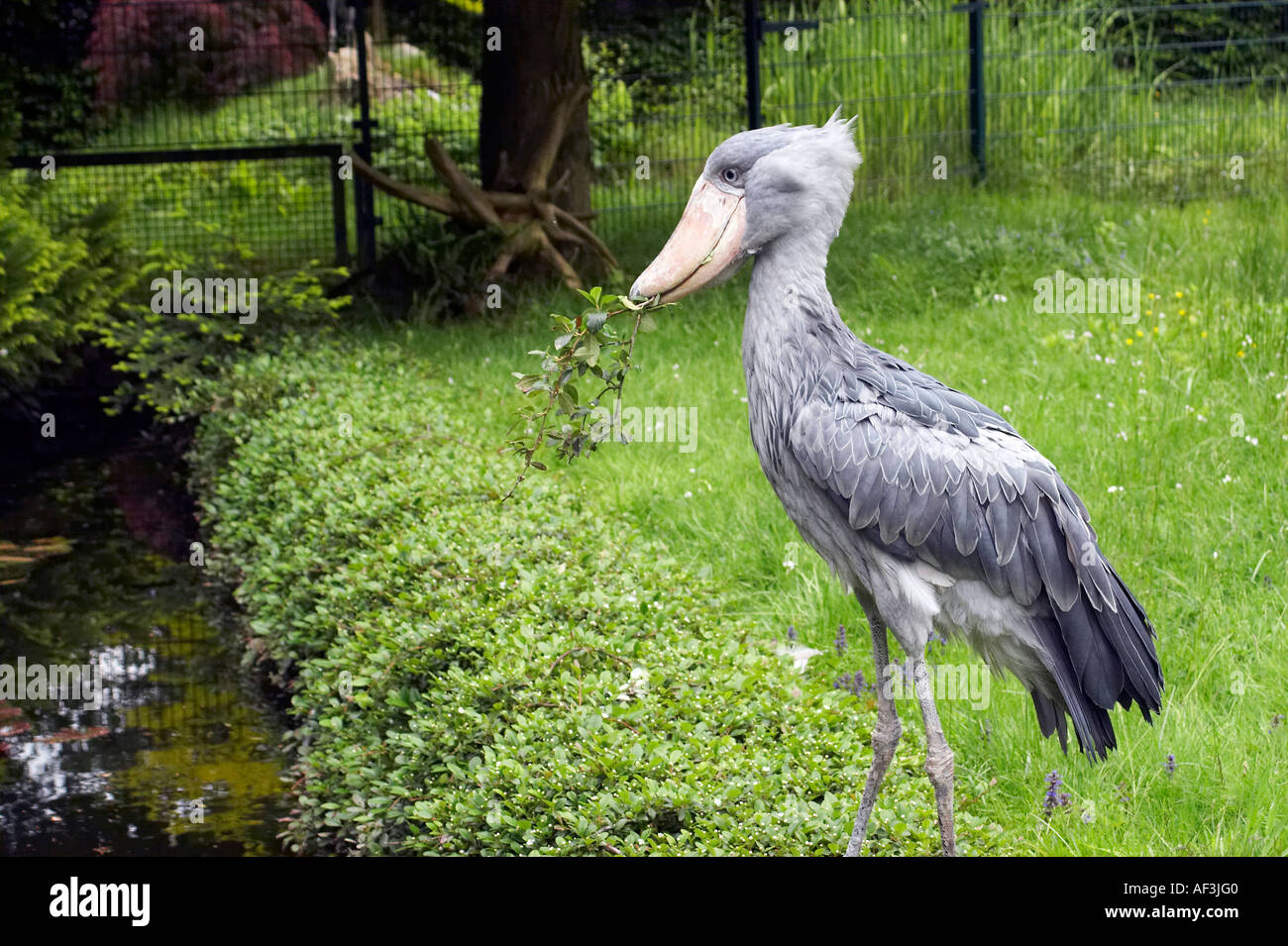 Bewitched animals hi-res stock photography and images - Alamy