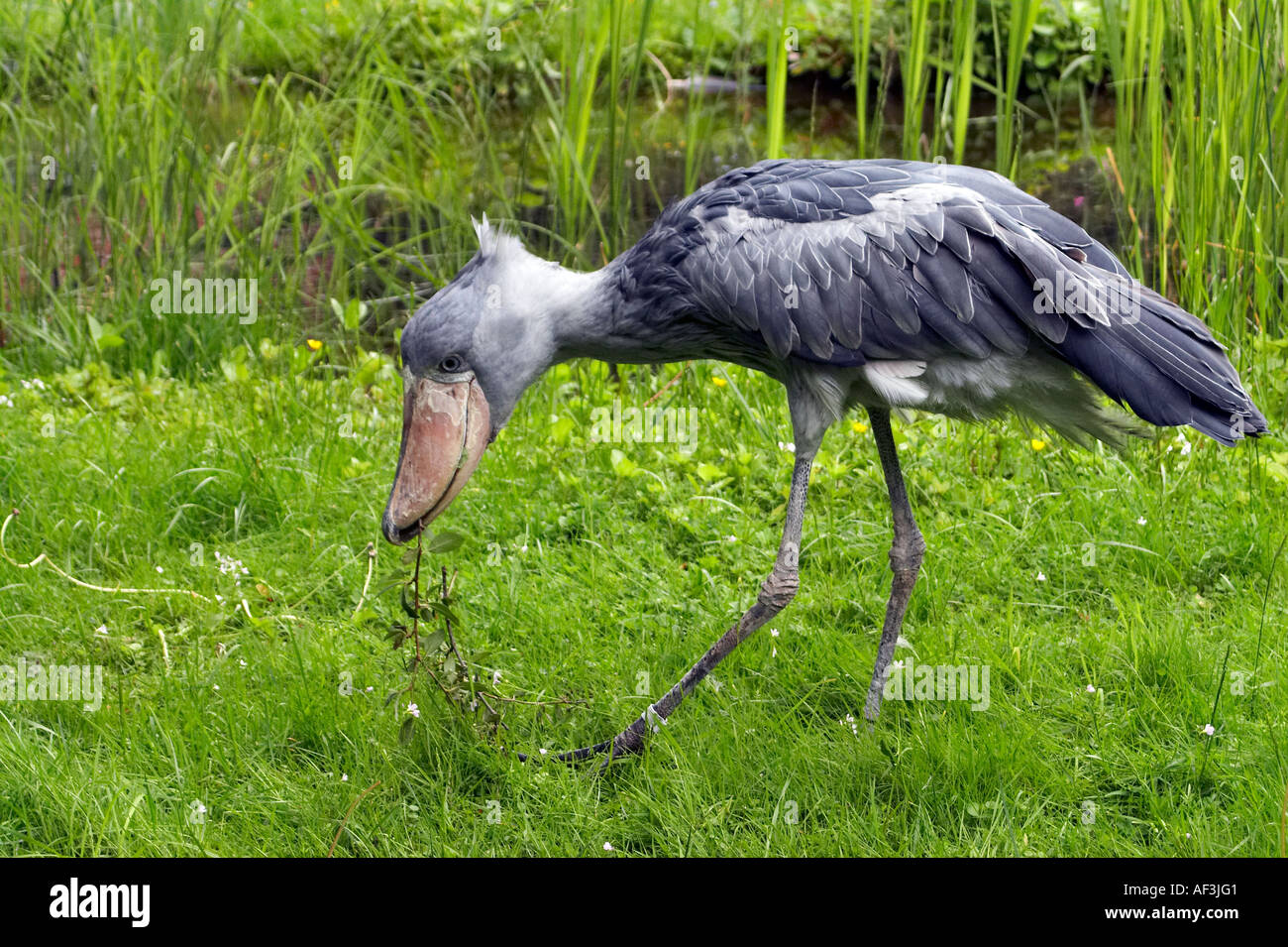 Shoebill wonder hi-res stock photography and images - Alamy