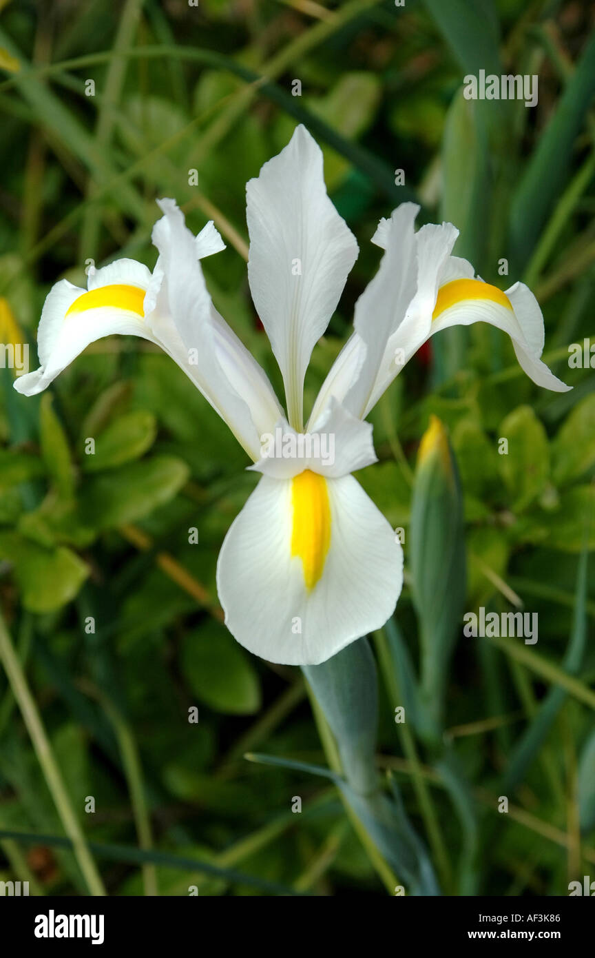 Dutch Iris 2 Stock Photo - Alamy