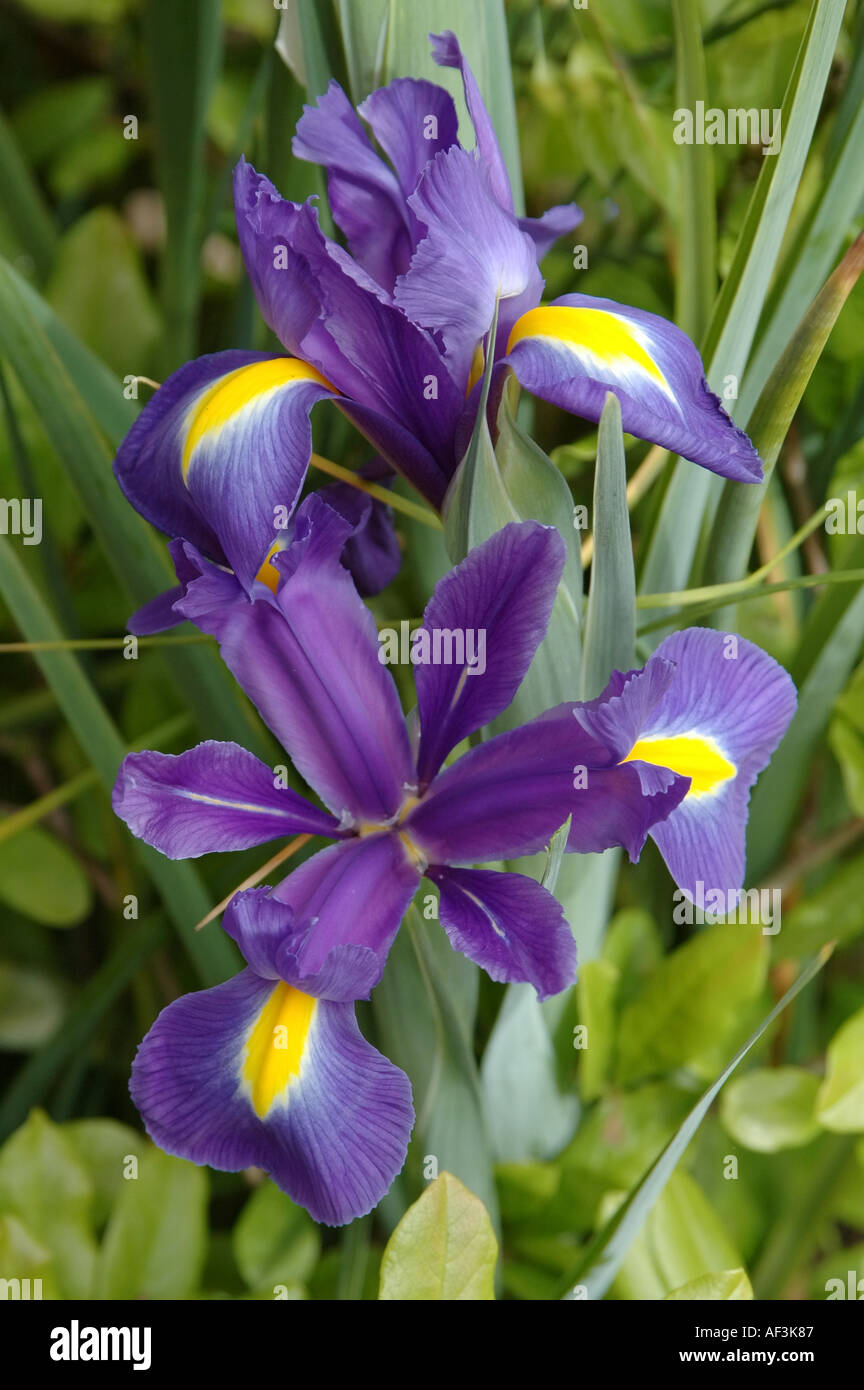 Dutch Iris 3 Stock Photo - Alamy
