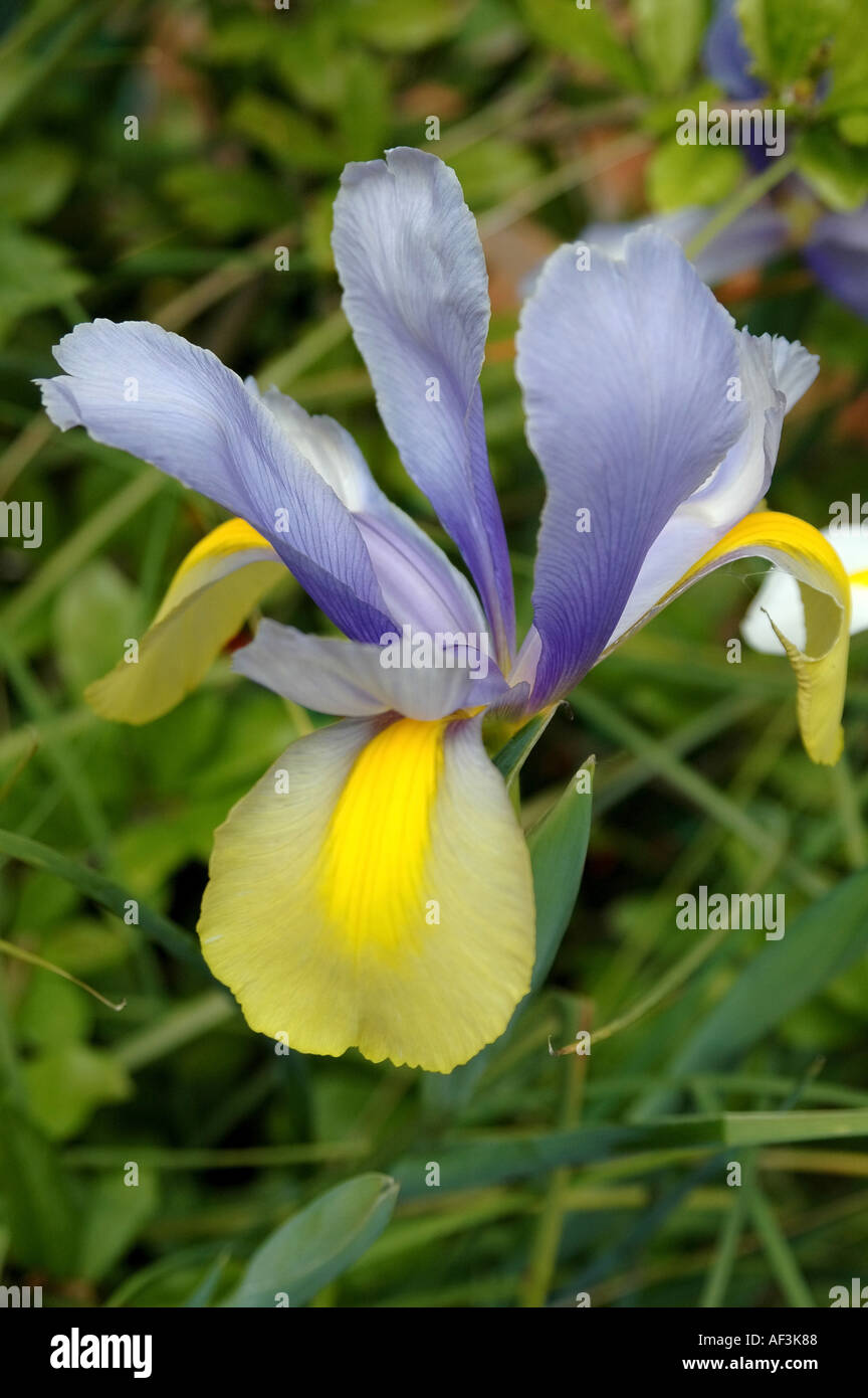 Dutch iris hi-res stock photography and images - Alamy