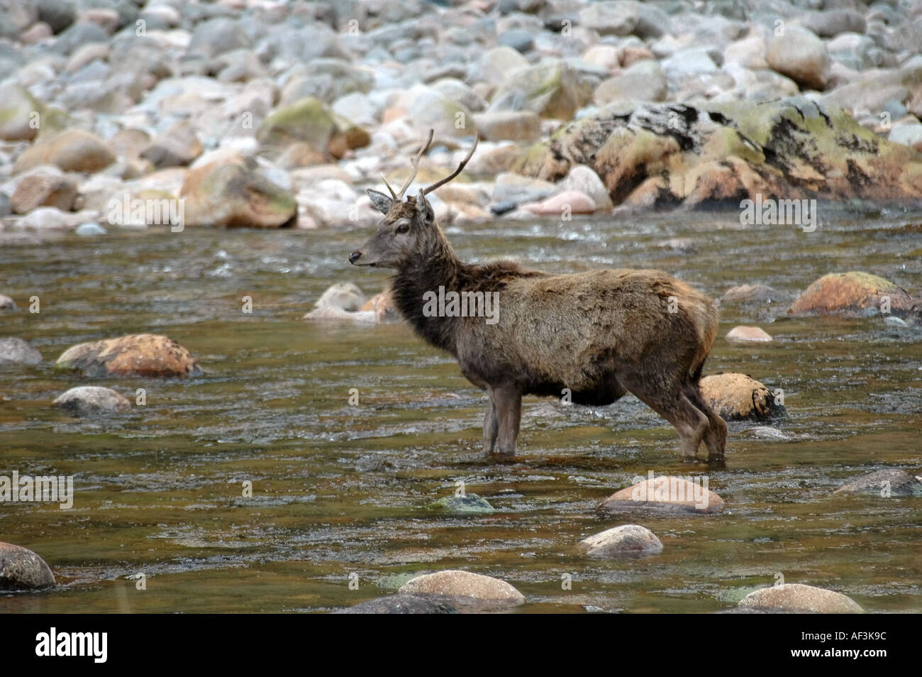 Red Deer Stag Stock Photo - Alamy