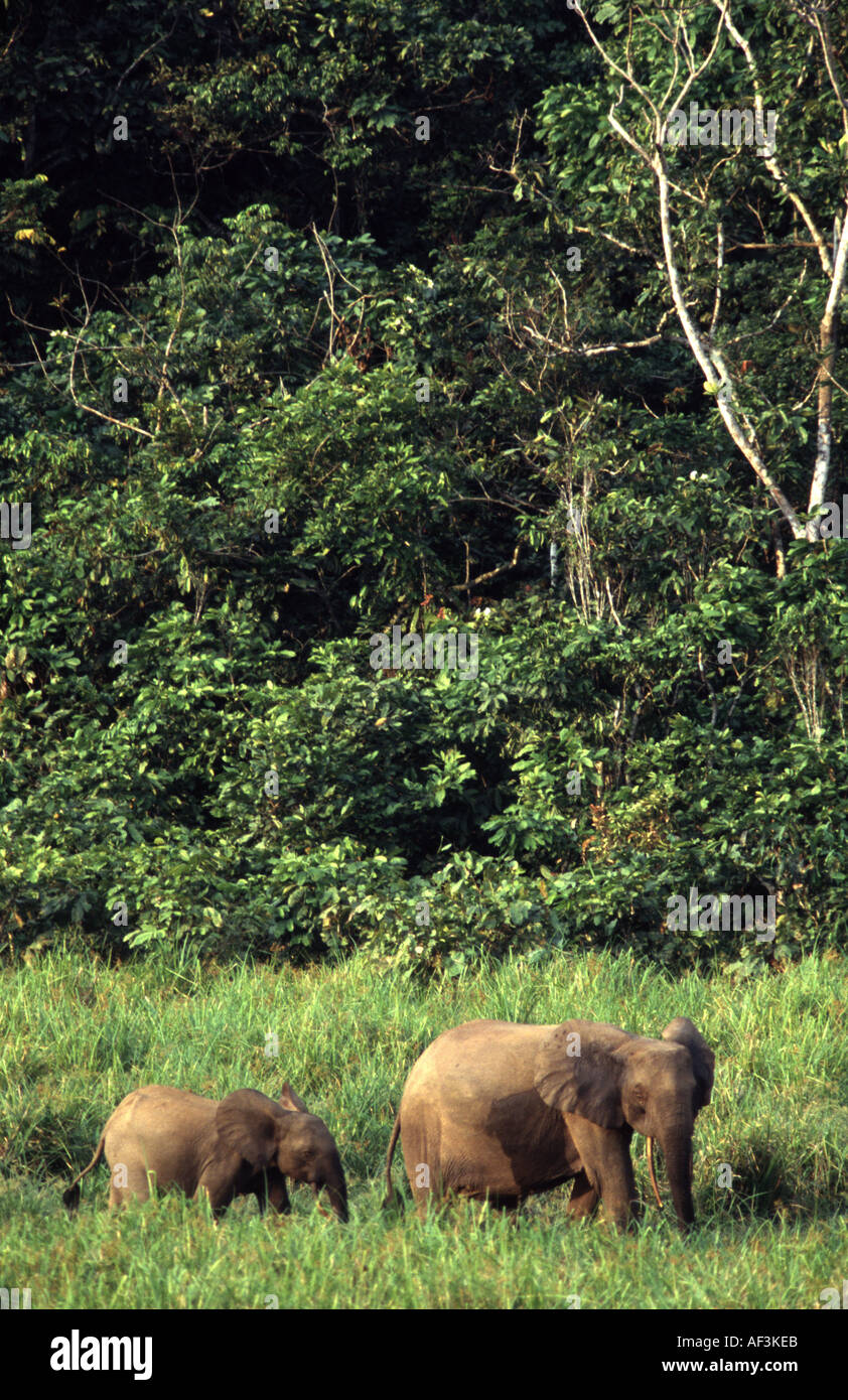 Loxodonta africana cyclotis Stock Photo - Alamy