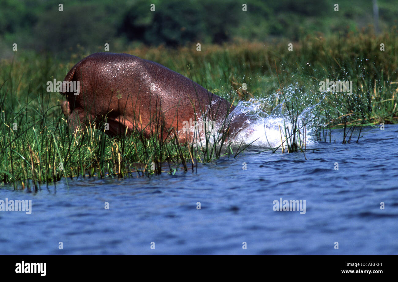 Hippo defecating hi-res stock photography and images - Alamy