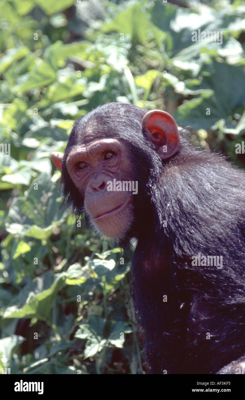 Chimpanzee ears hi-res stock photography and images - Alamy