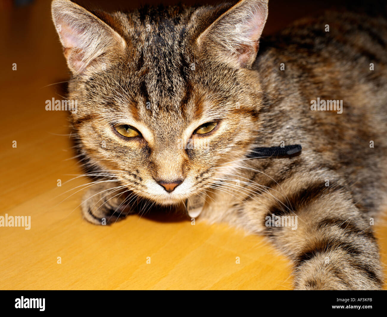 Six Month Old Tortoiseshell Kitten Stock Photo - Alamy