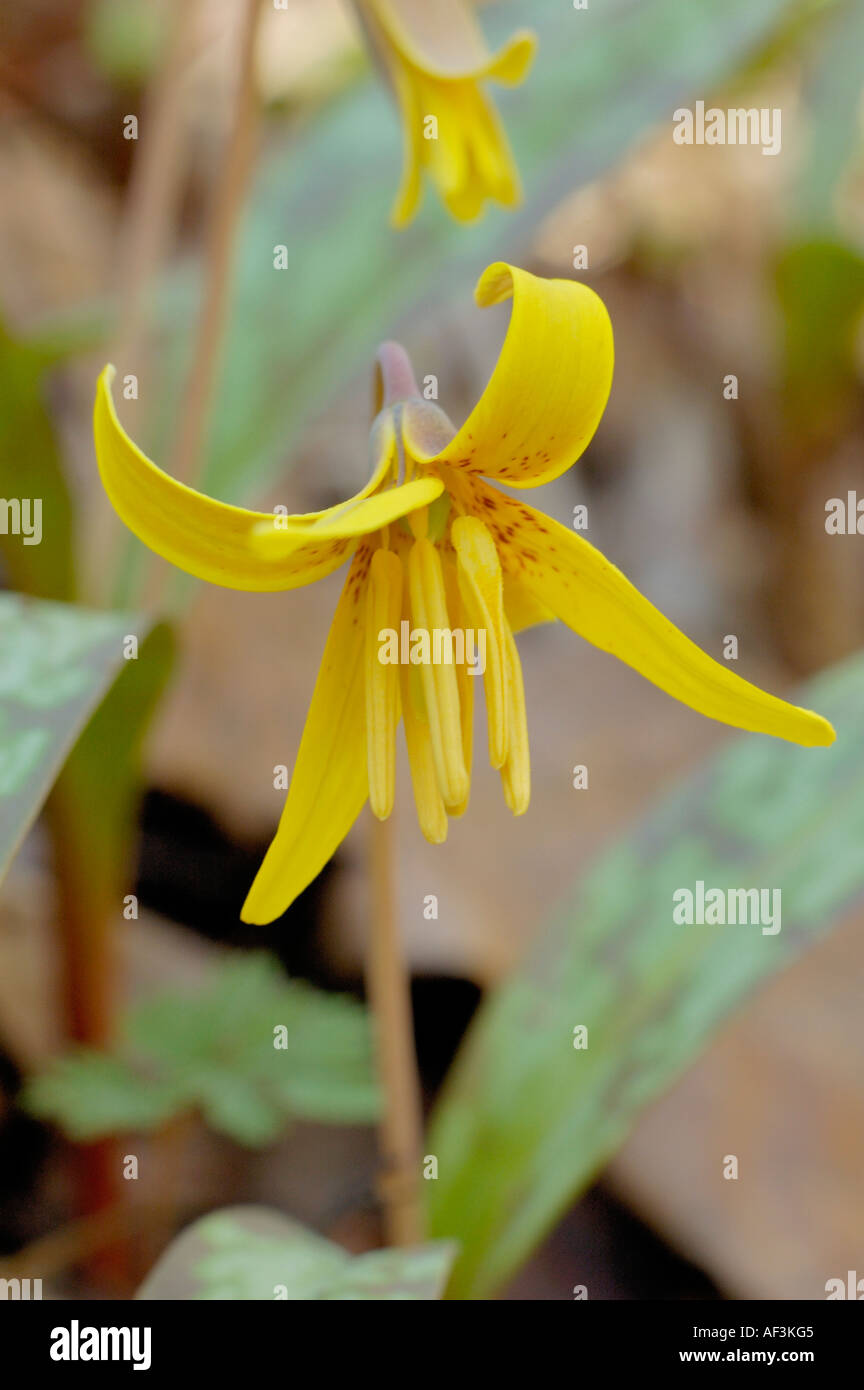 Yellow Trout Lily wildflower, also called a Dogtooth Violet Stock Photo ...