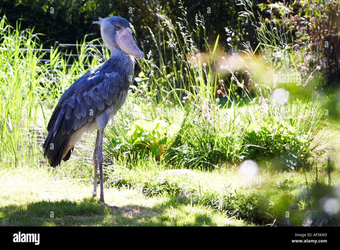 Bewitched animals hi-res stock photography and images - Alamy