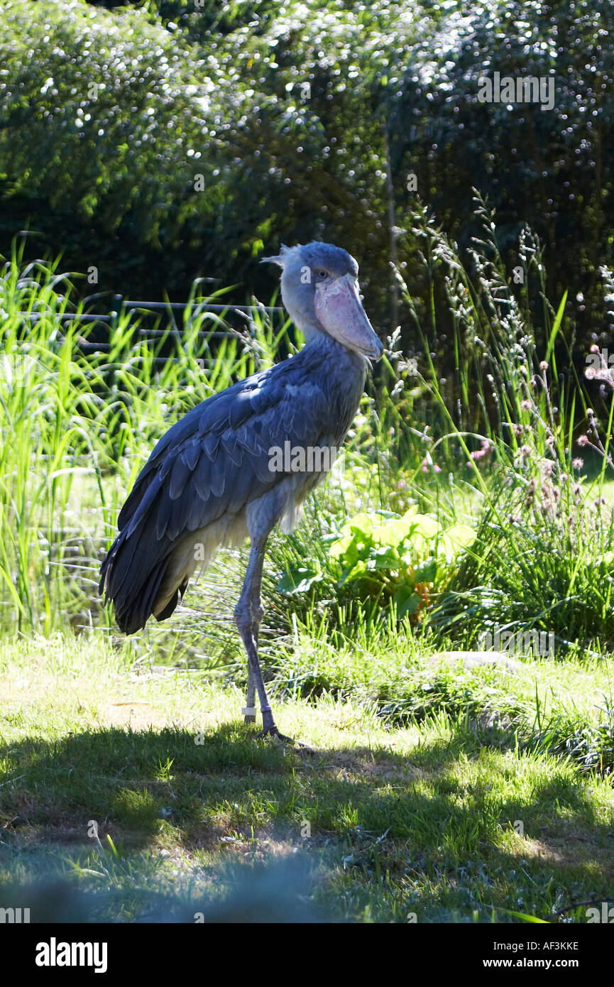 Bewitched animals hi-res stock photography and images - Alamy
