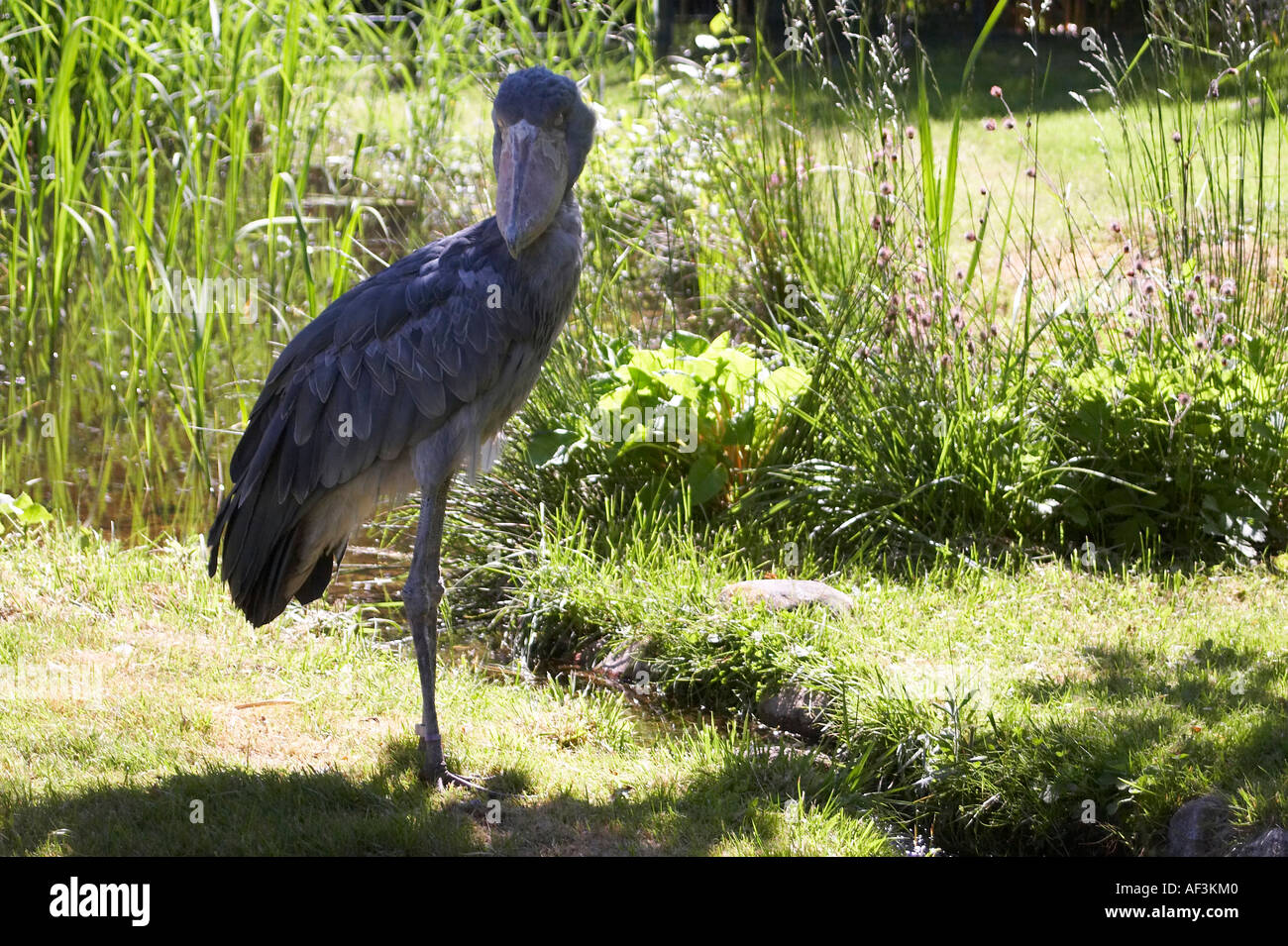 Shoebill wonder hi-res stock photography and images - Alamy