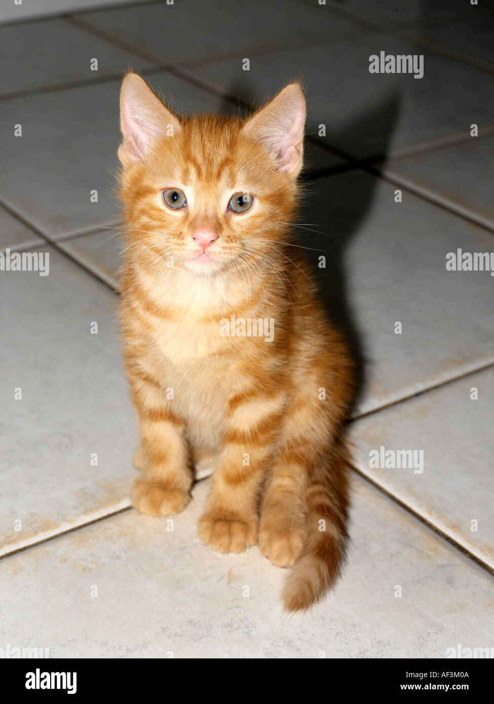 Eight Week Old Ginger Kitten Stock Photo - Alamy