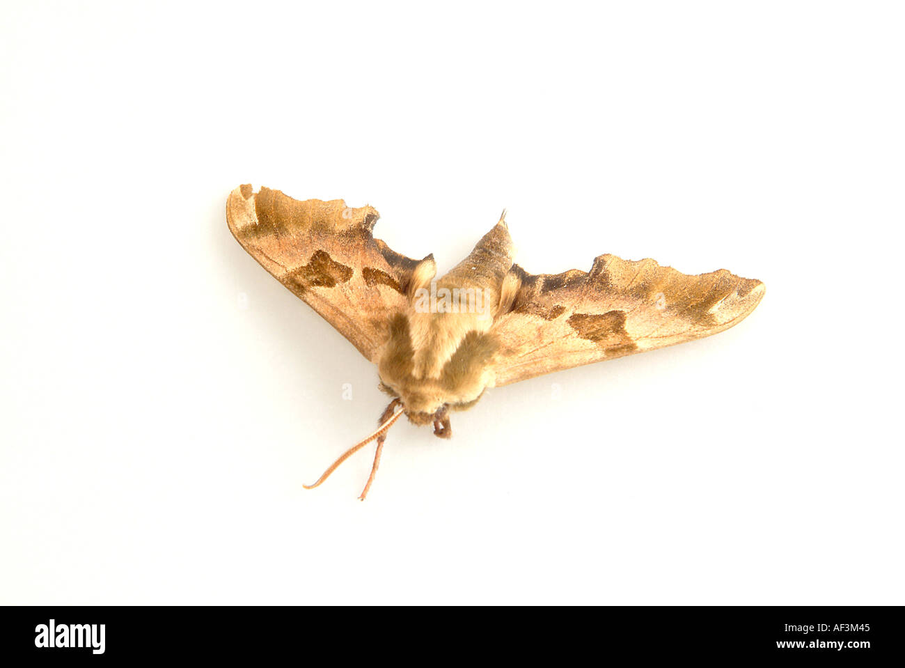 Close up detail of hawk moth wings on a plain white background to ...