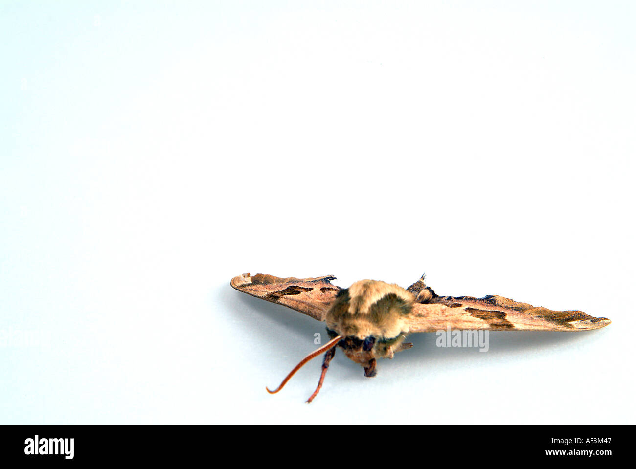Close up detail of hawk moth wings on a plain white background to ...